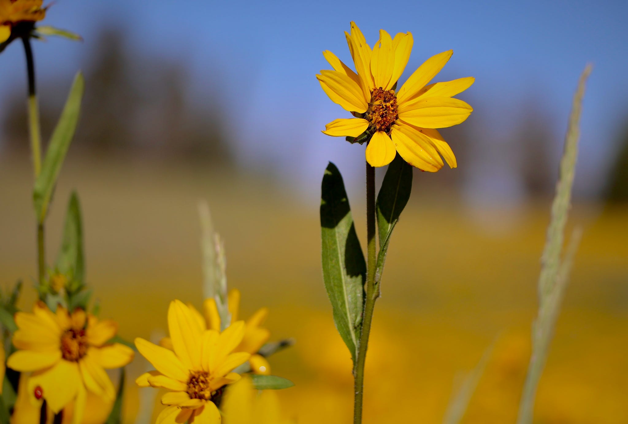 Captivating Quotes that Showcase the Splendor of God in Nature - Rockin ...